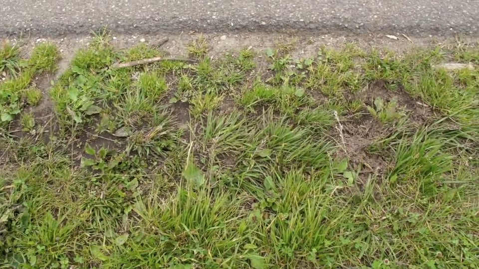 Associatie van Engels raaigras en Grote weegbree - Plantagini-Lolietum ...