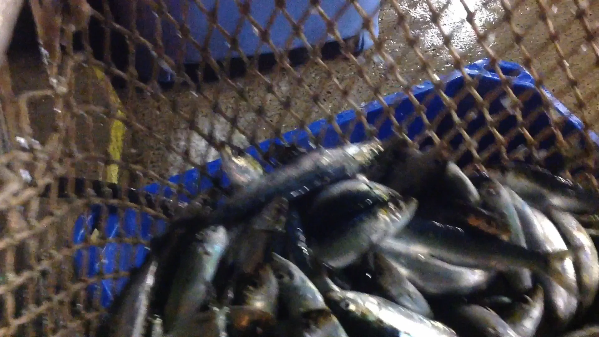 Dan the sardine man! on Vimeo