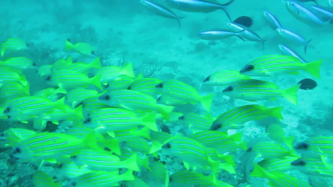 Kuredu - Sharks on Vimeo