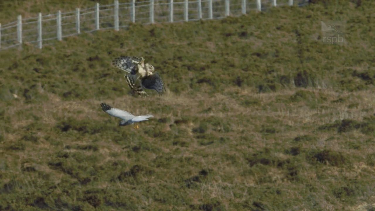 Hen harrier - food pass on Vimeo