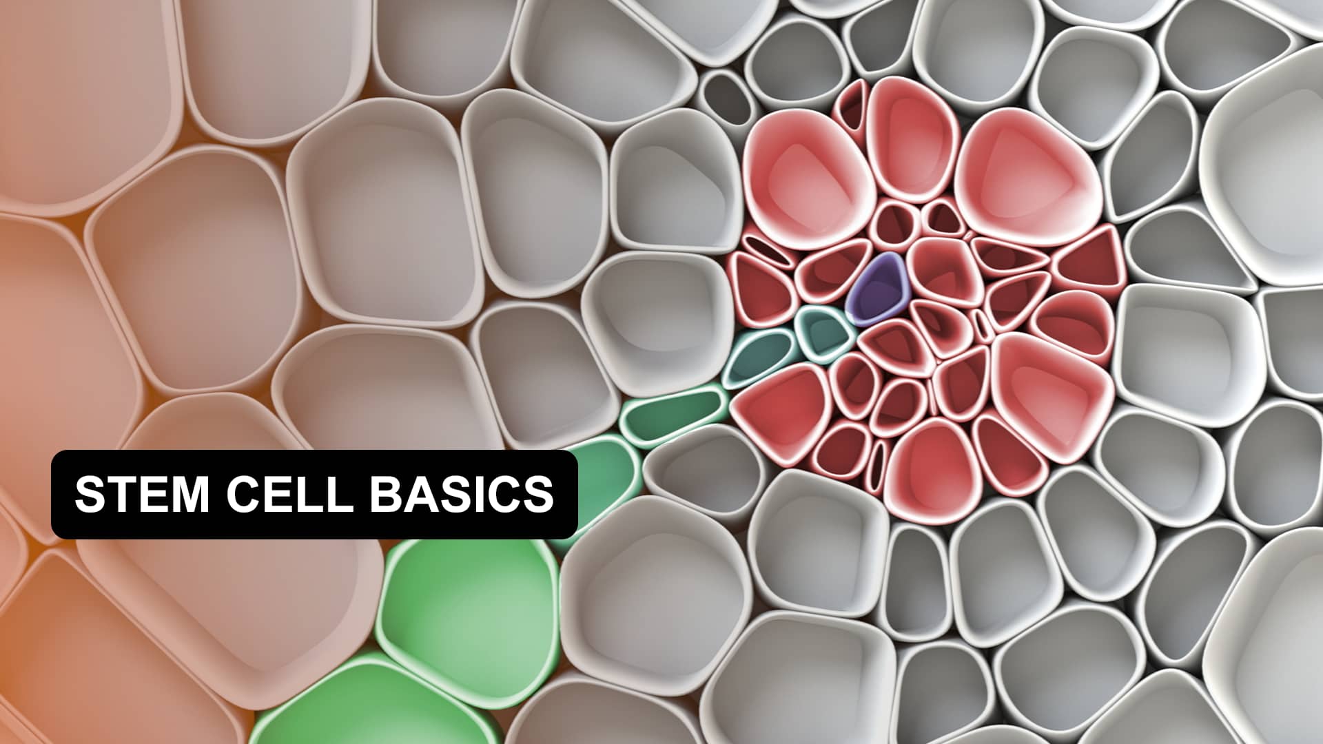 Stem Cell Basics on Vimeo