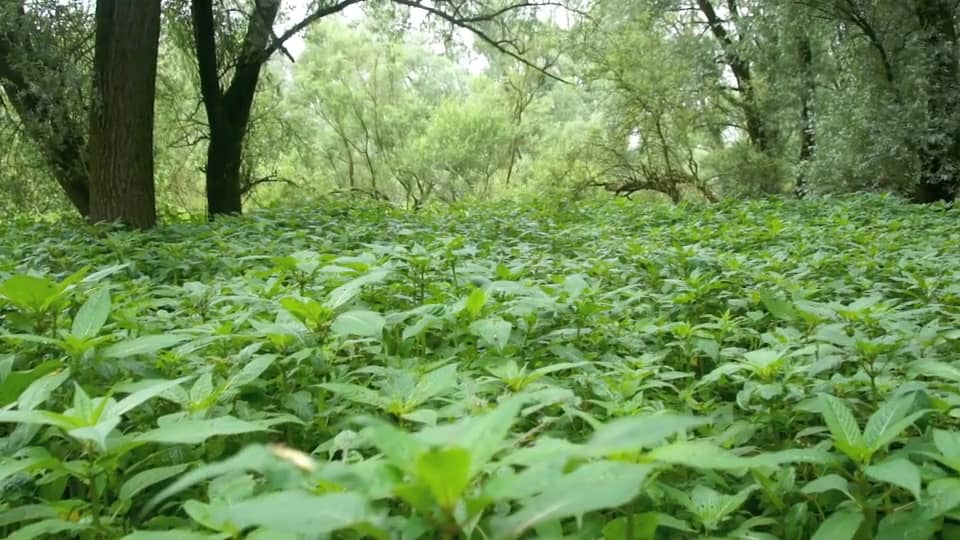 Gele lis-ooibos - Irido-Salicetum albae on Vimeo