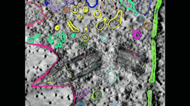 A 3D model of the primary cilium — Science Learning Hub