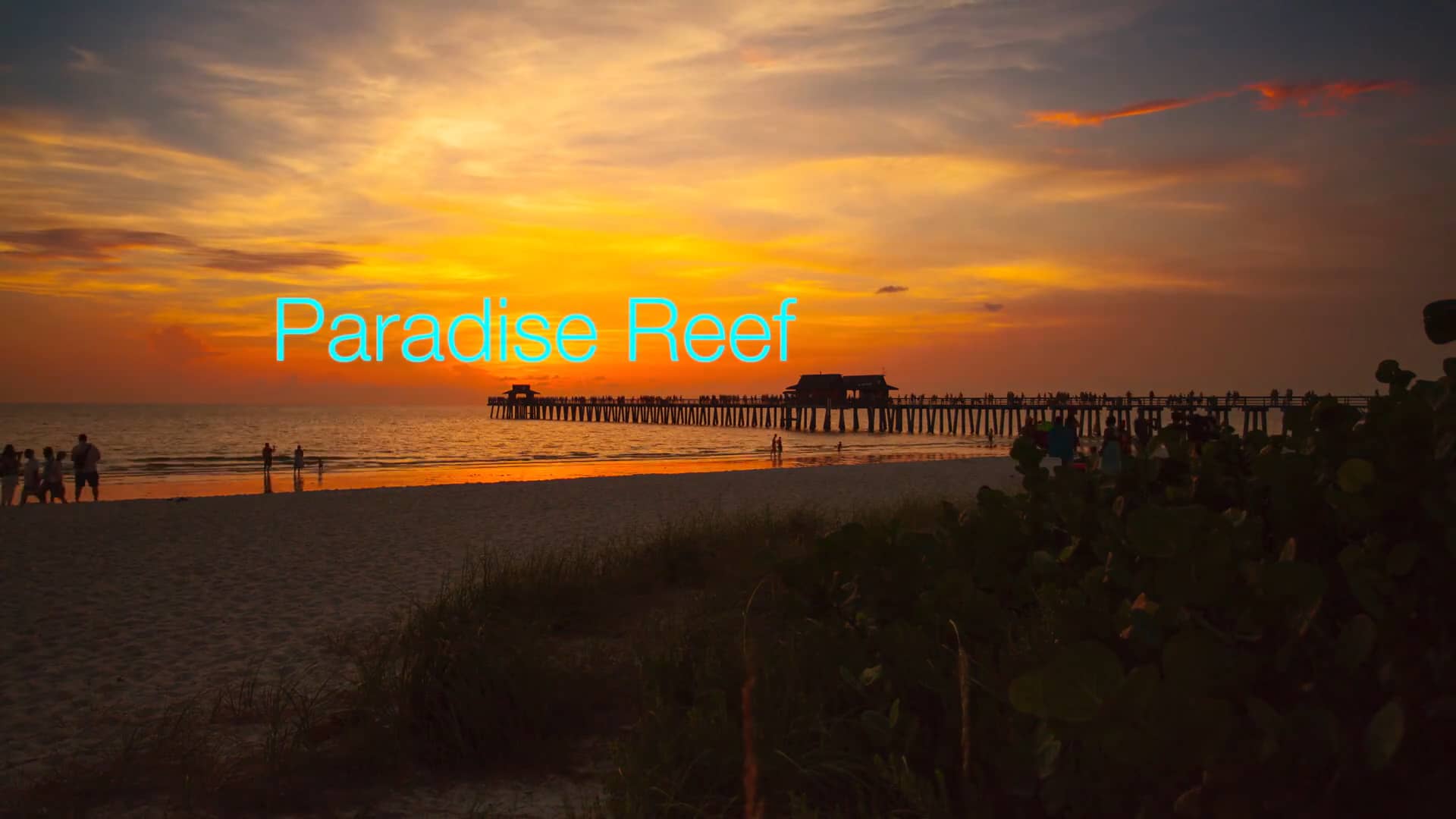 Paradise Reef : The World is Watching on Vimeo