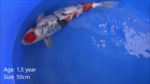 Videos about “maruten” on Vimeo