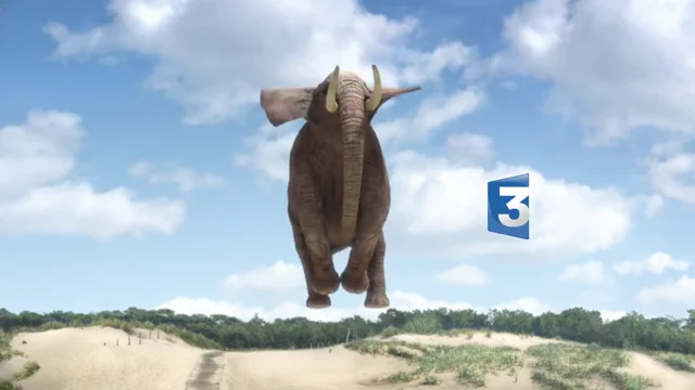 elephant/trampoline
