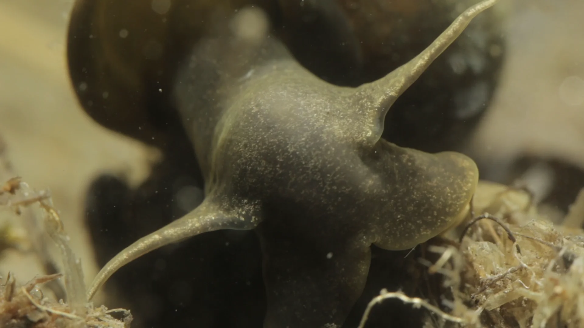 Poelslak poliep on Vimeo