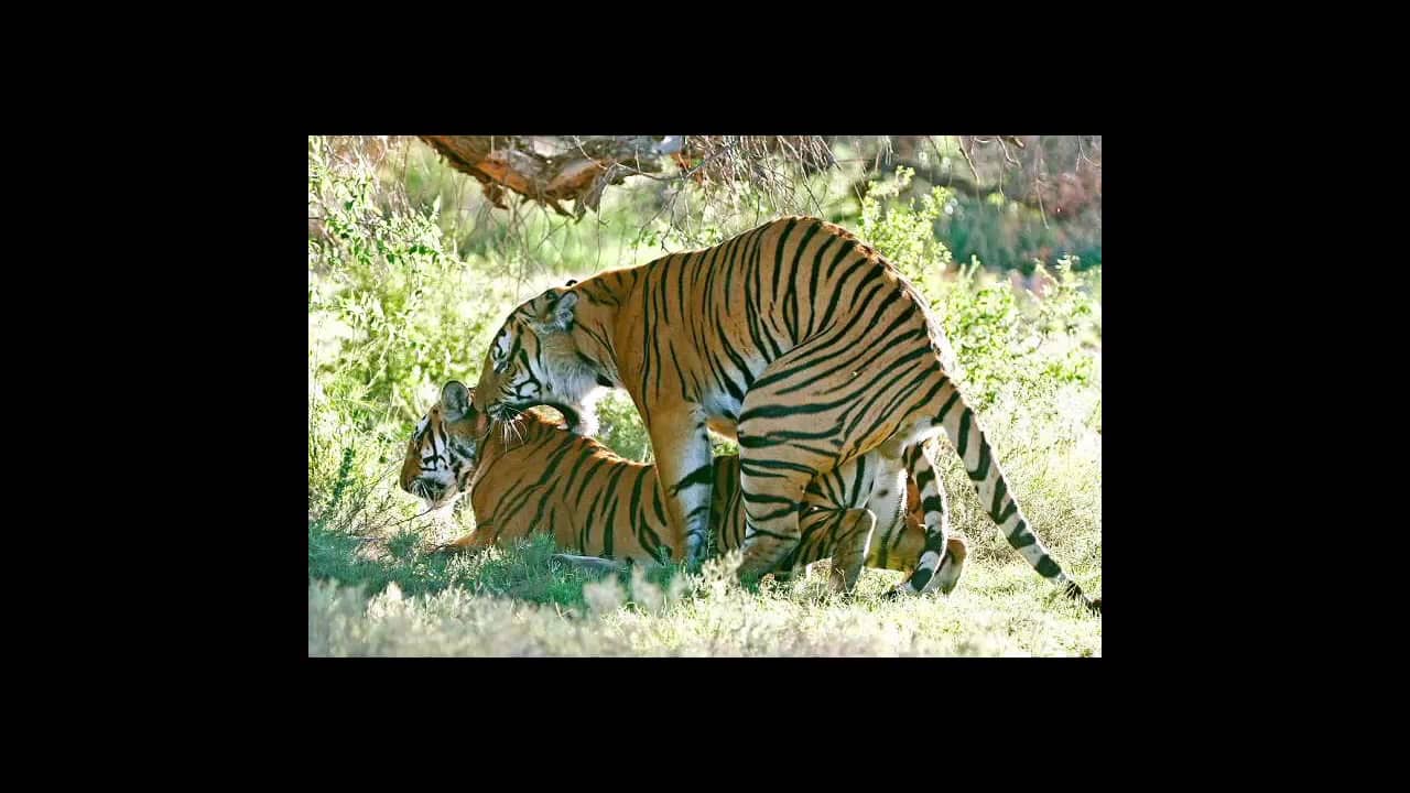 Animal Mating Best Moment Compilation on Vimeo