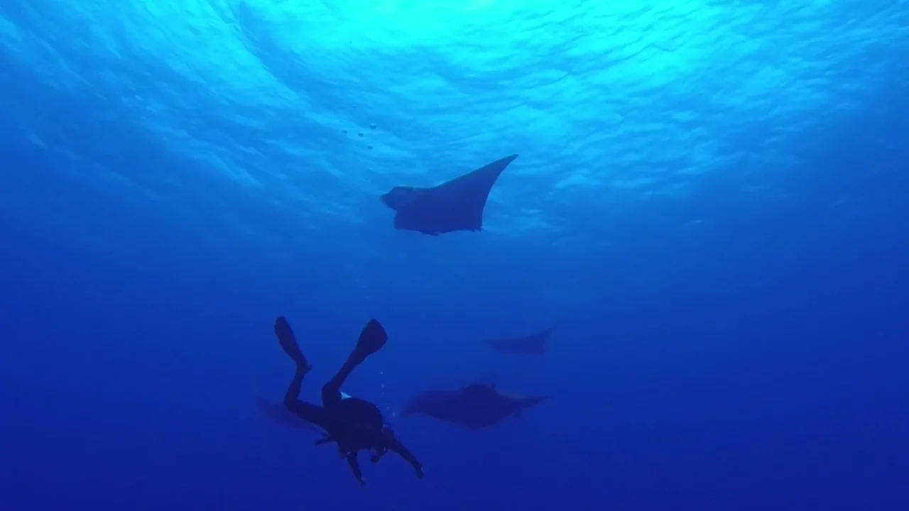 Duiken Azoren 2015 on Vimeo