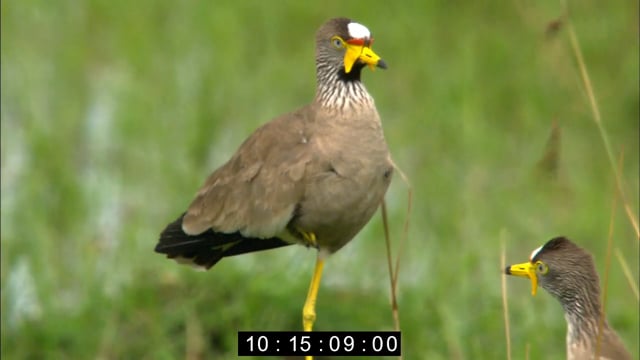 Funnymals trailer + eps on Vimeo