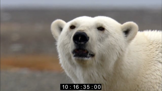Funnymals trailer + eps on Vimeo