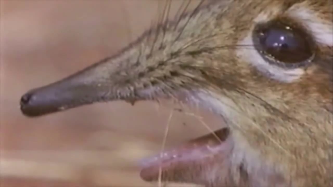 Shrew singing Angel of Music (Phantom of The Opera) on Vimeo