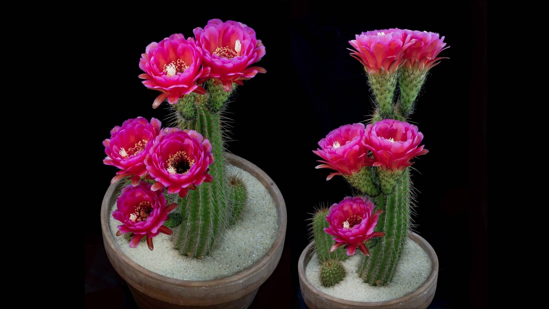 5 'Glorious' Flowers Opening on Vimeo