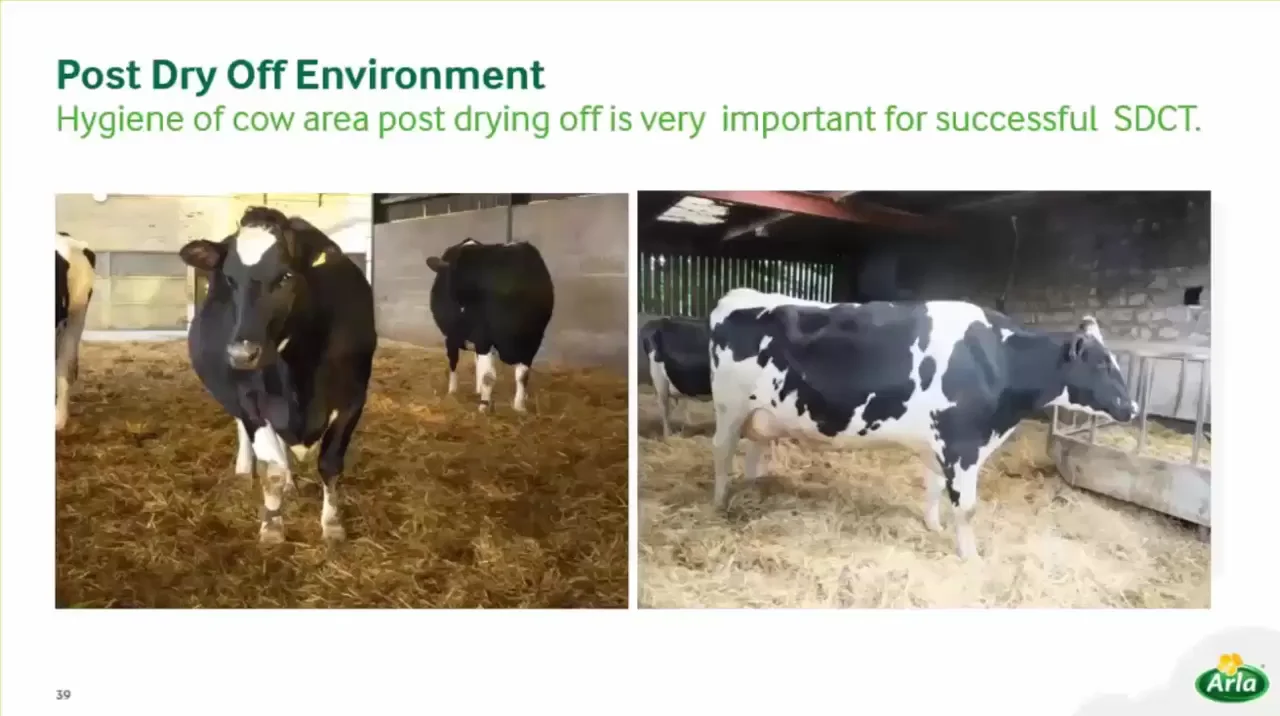 Arla Selective Dry Cow Therapy Section 3 on Vimeo