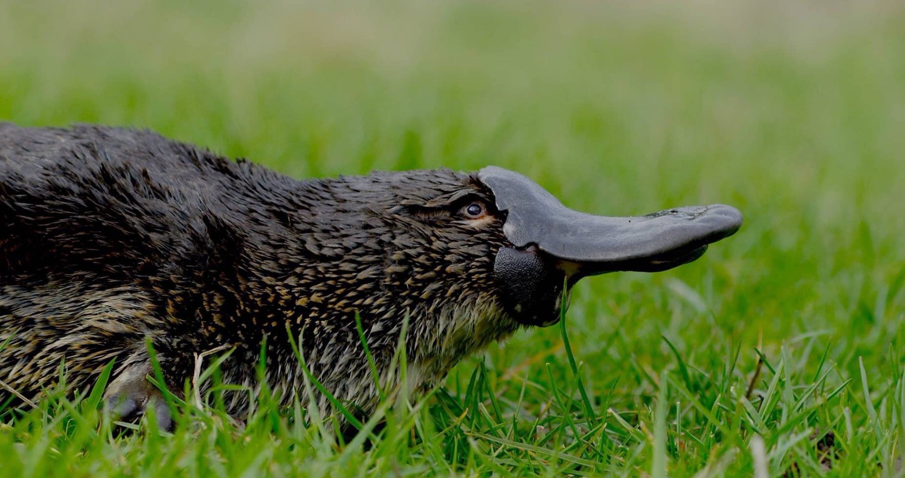 Platypus Journey on Vimeo