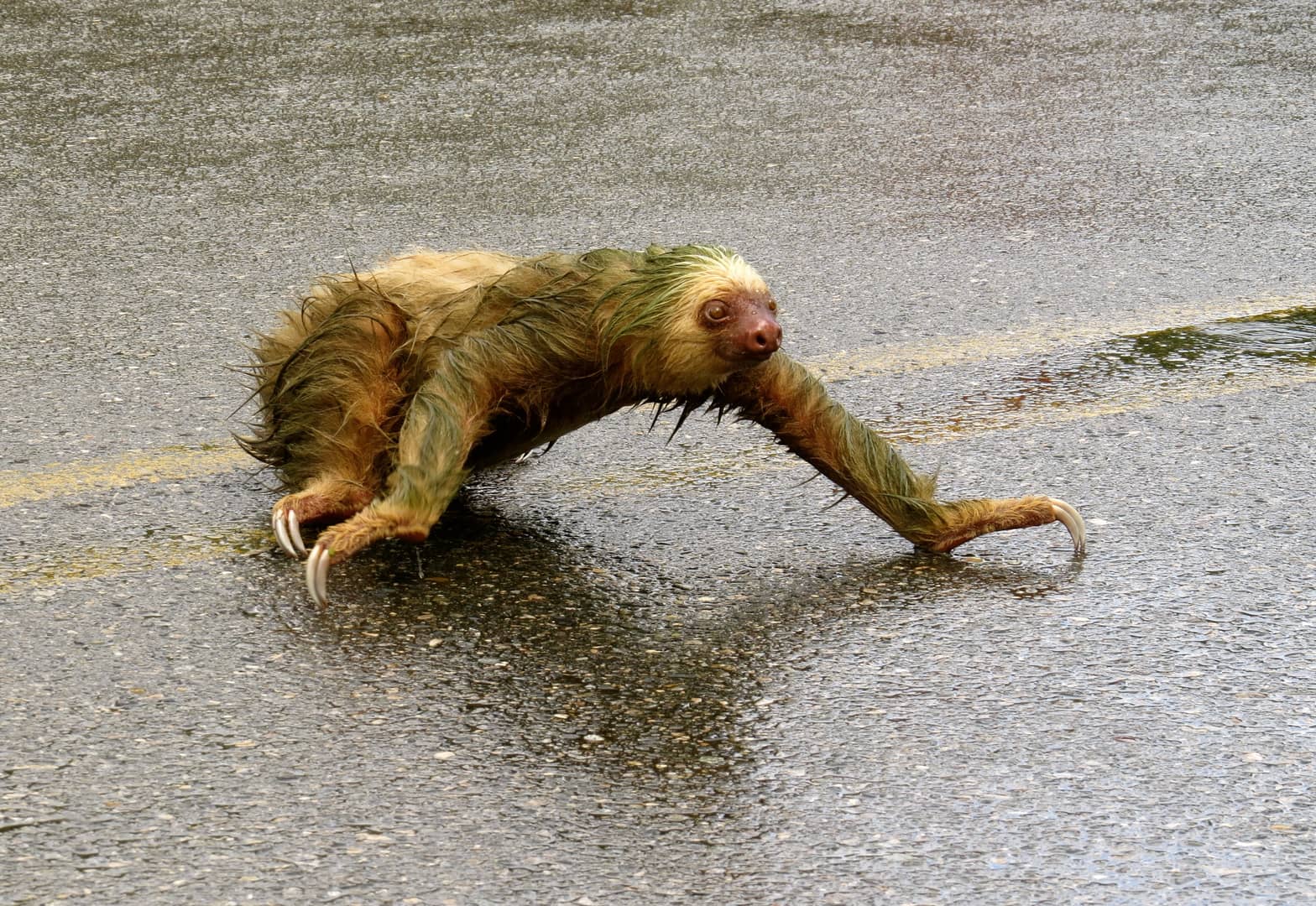 Two Toed Sloth crossing the road - Osa Peninsula - Costa Rica on Vimeo