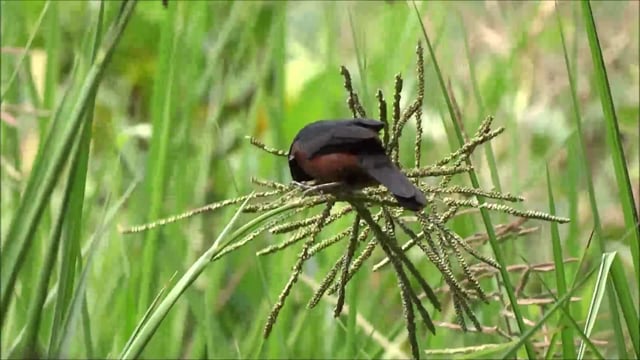 Curió Aves Pássaros Do - Free video on Pixabay - Pixabay