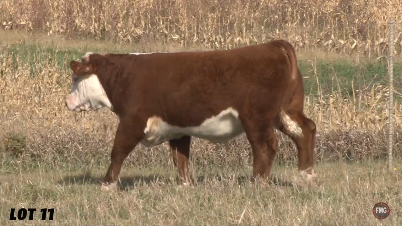 KOLT CATTLE LOT 11 on Vimeo