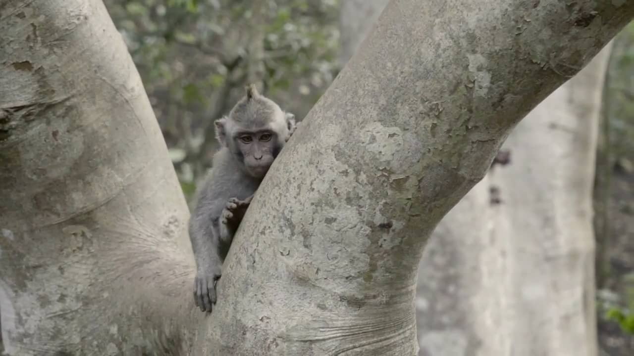 Hostel Rama Sita: Monkey Forest on Vimeo