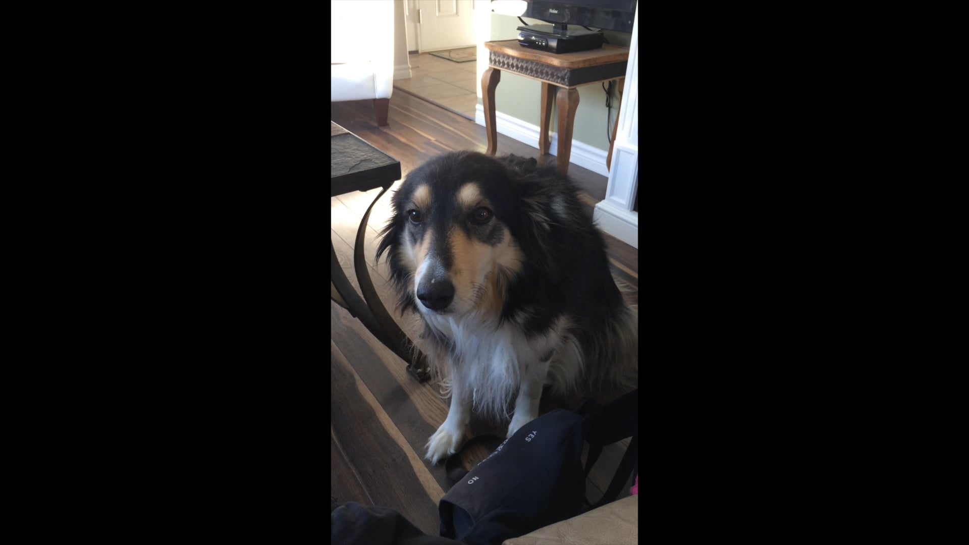 Pet Documentary on Vimeo