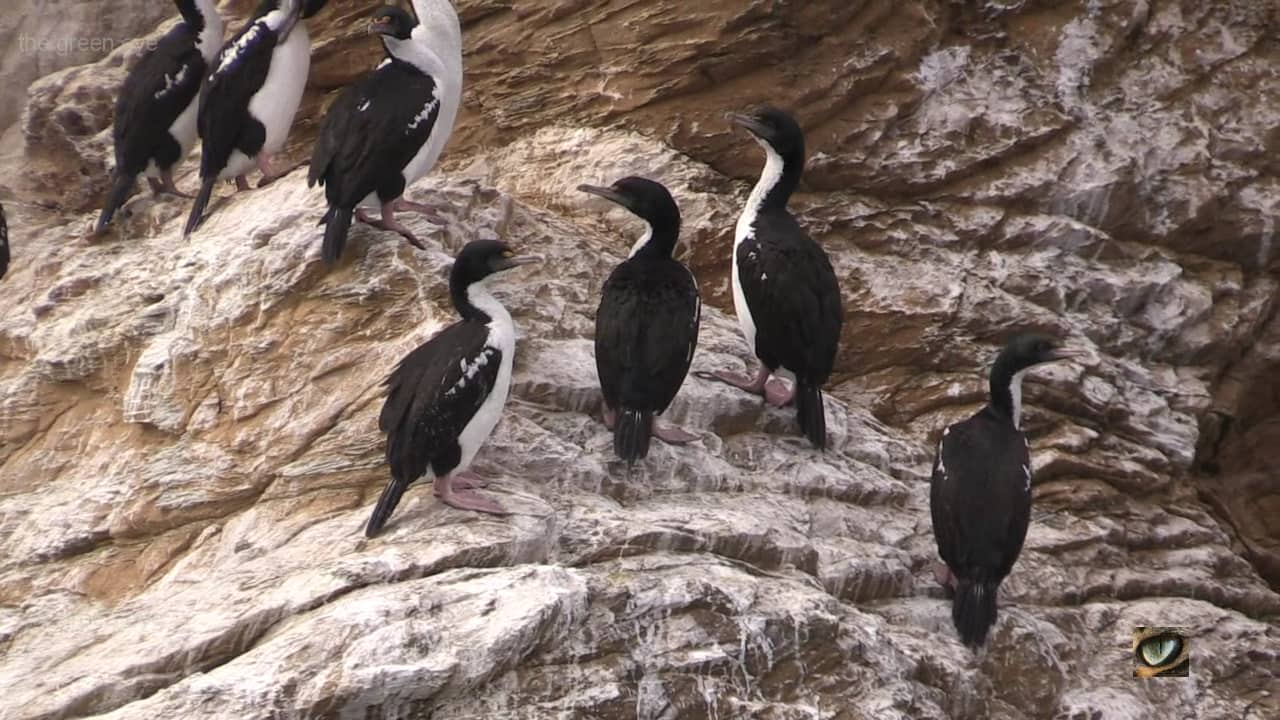 New Zealand King Shag or Rough-faced Shag (Leucocarbo carnunculatus ...