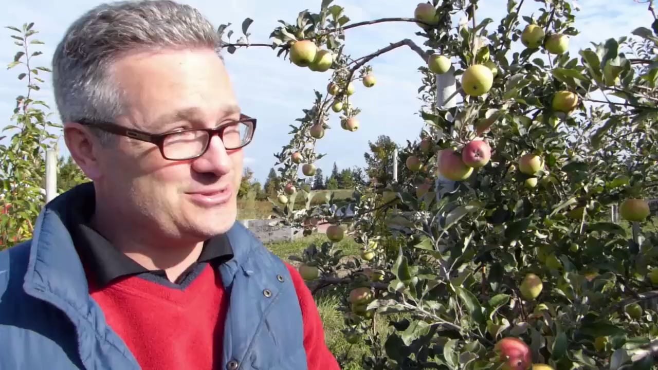 Orchard People Fruit Tree Cultivar Profiles: Tolman Sweet Apple Tree on ...