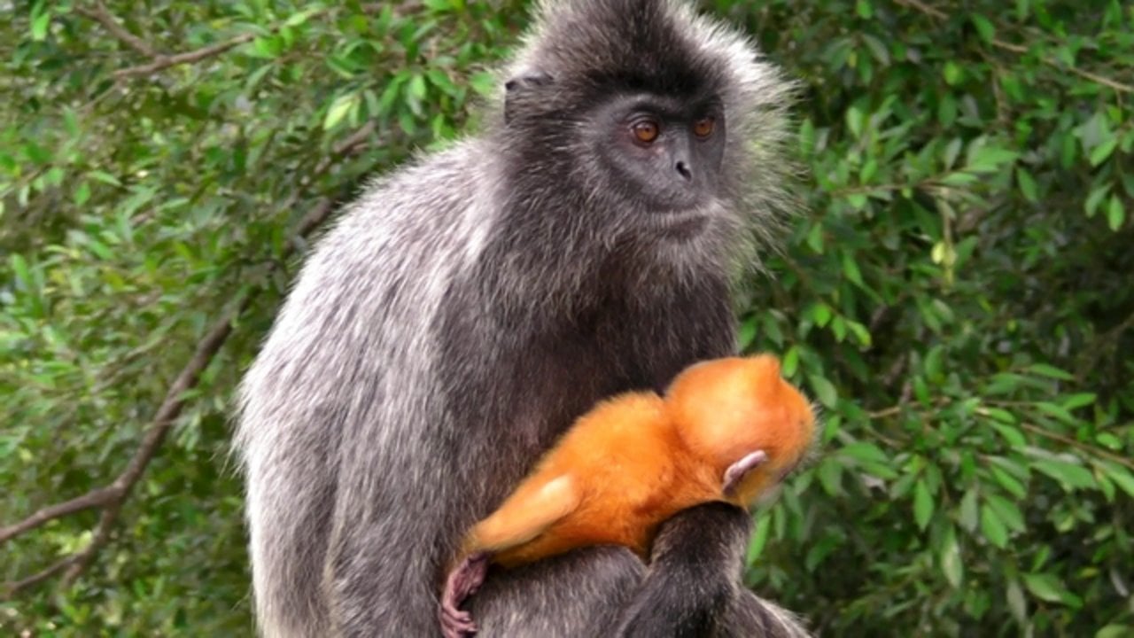 High Definition Monkey on Vimeo