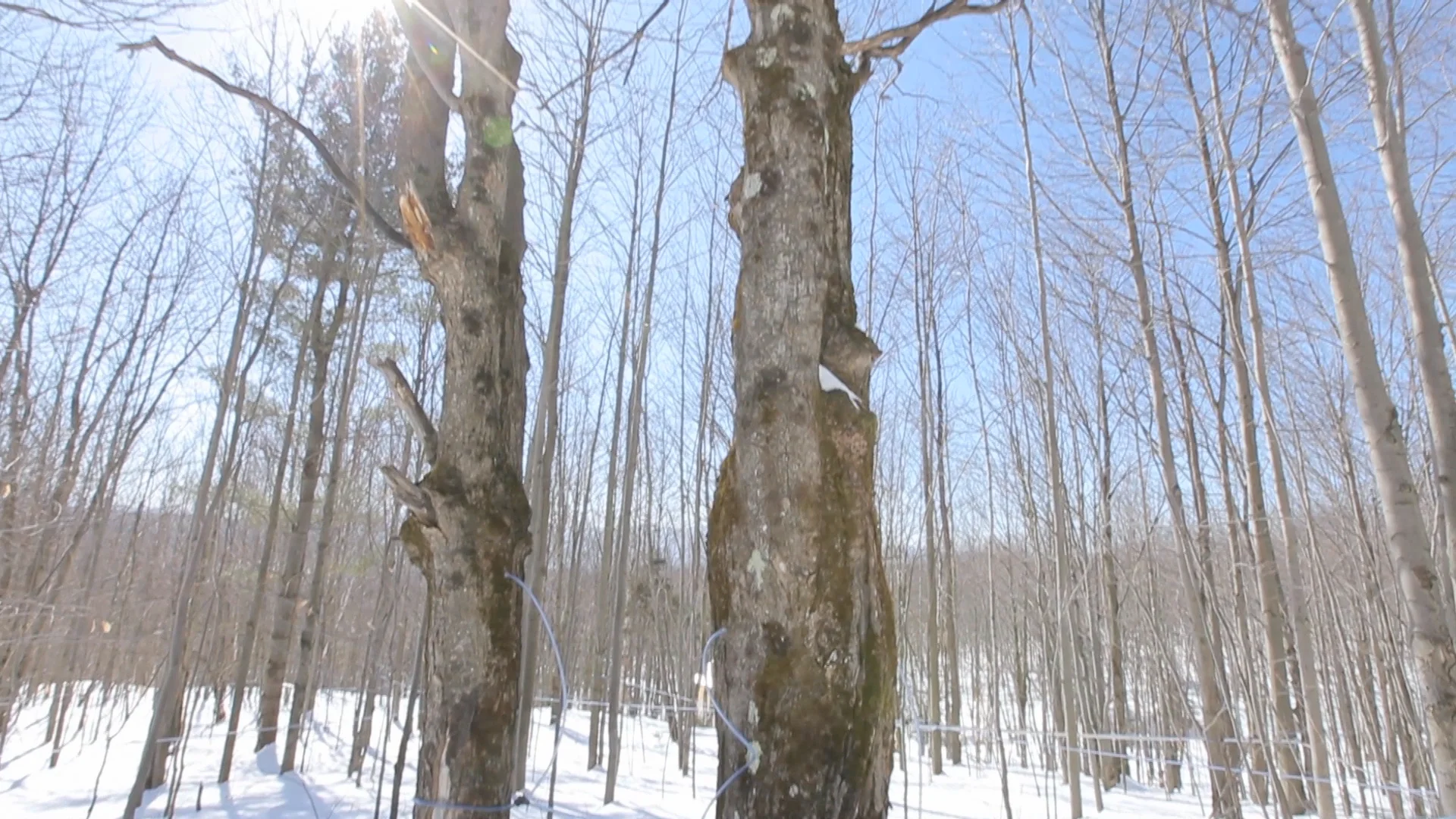 LeClair's Sugar Tree Farm