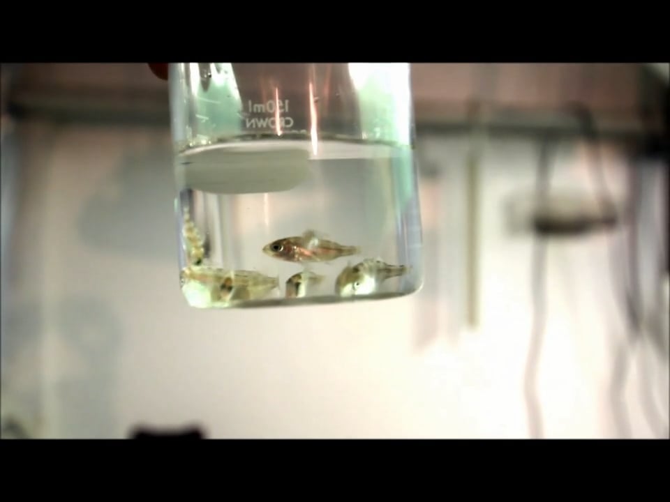 Juvenile Pink snapper on Vimeo