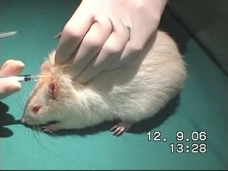 Subcutaneous injection of the rat - Technique 2