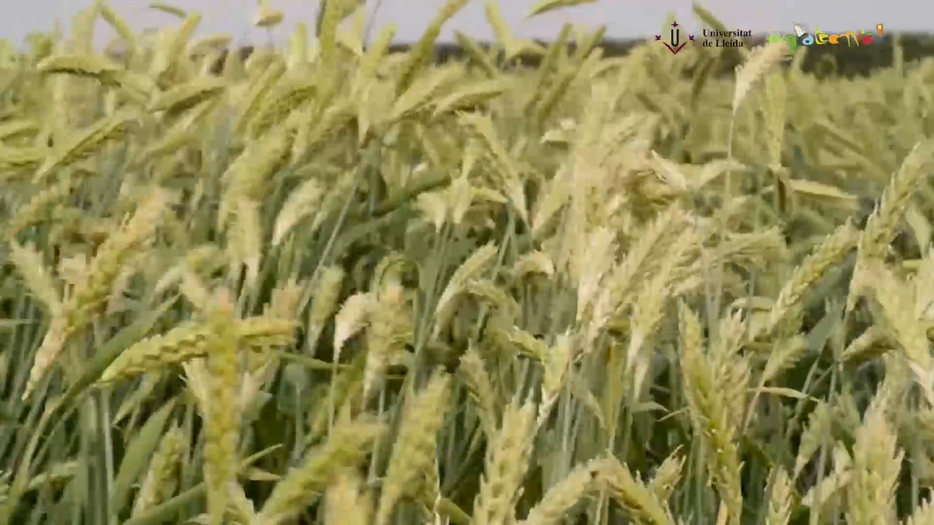 crop-physiology-group-on-vimeo
