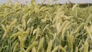 Crop Physiology Group On Vimeo
