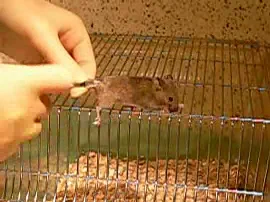 Subcutaneous injection in the mouse