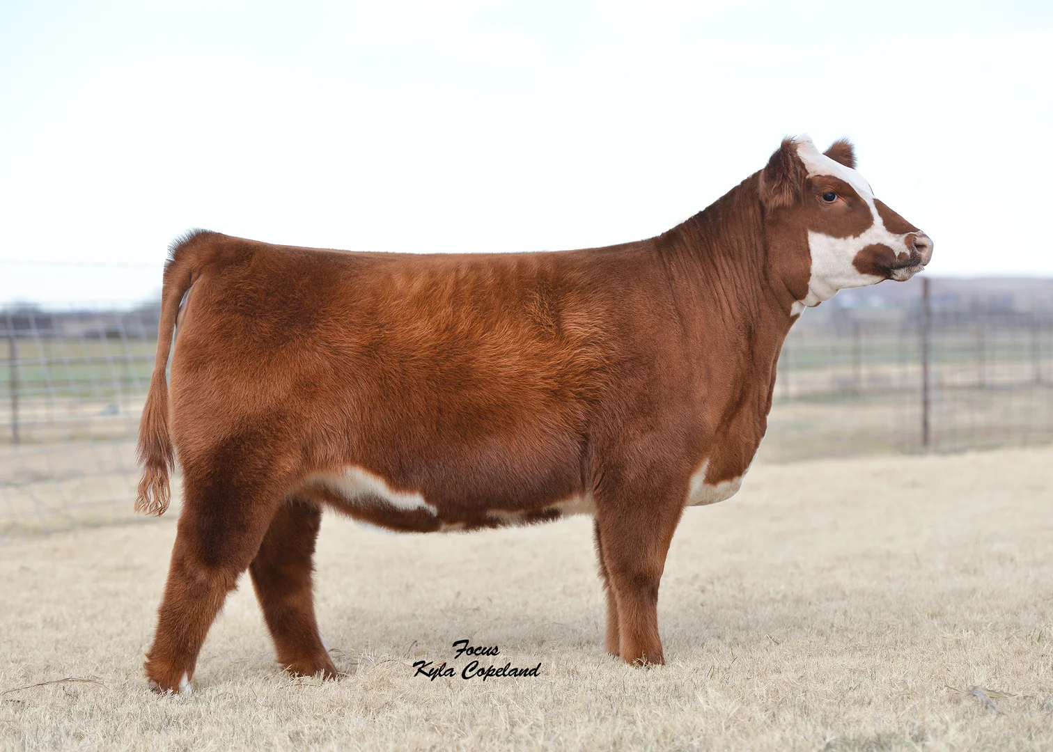 Pembrook Cattle Company Tag Red & White MAB on Vimeo