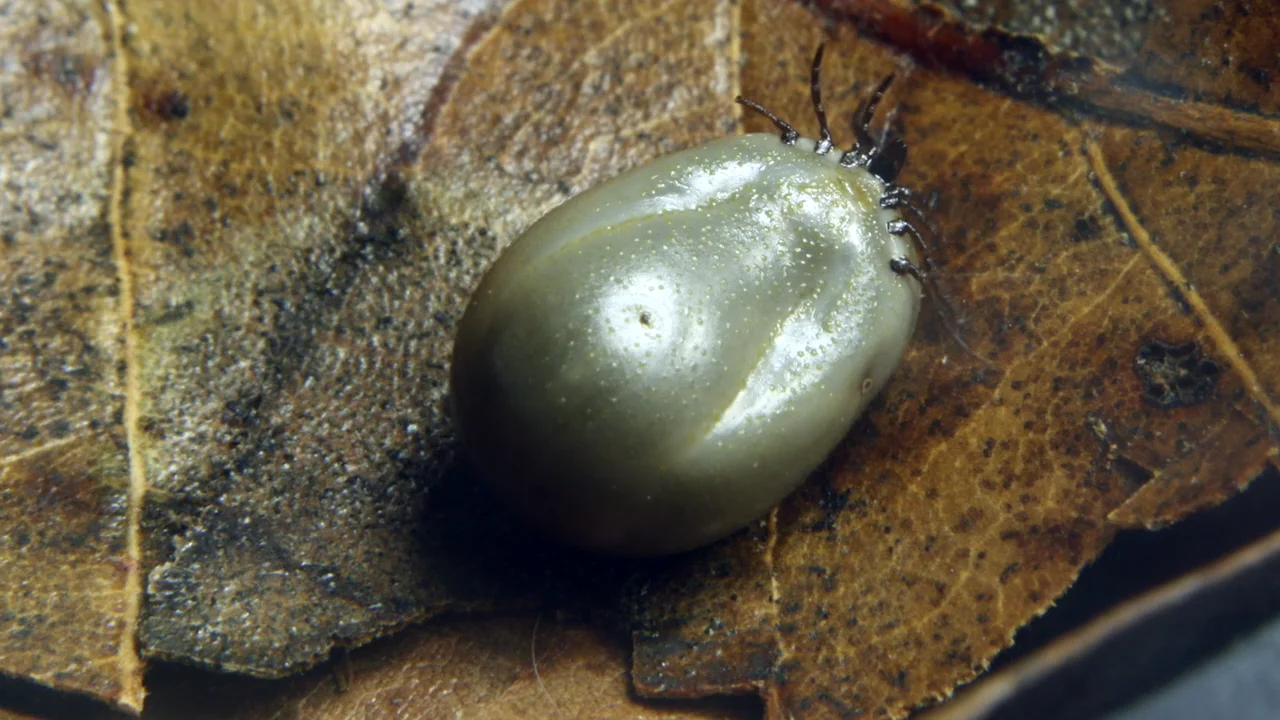 Inverted tick (2.5 hours compressed to 16 sec) on Vimeo