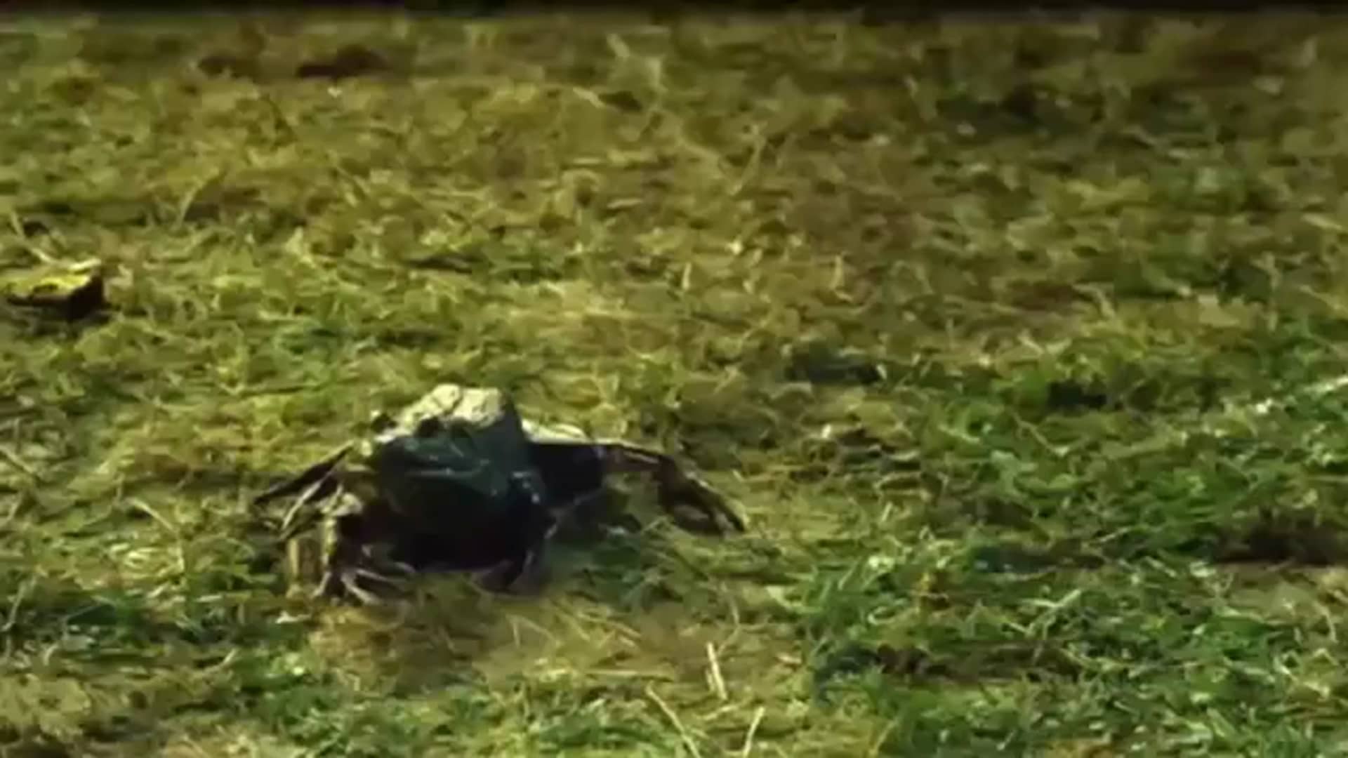 Grown ups 2 Bumpty_ on Vimeo