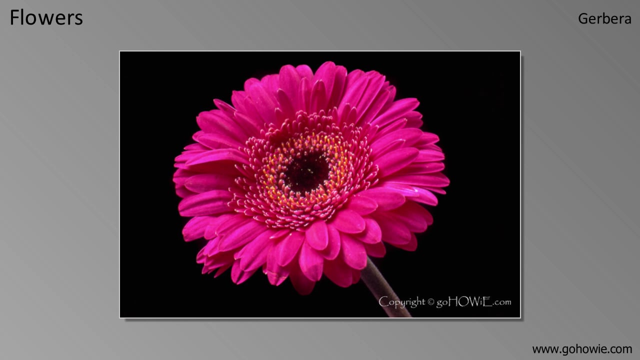 Slideshow of flower photos on Vimeo