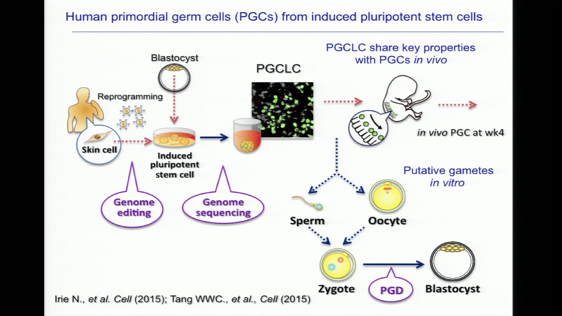 Applications of Gene Editing Technology: Human Germline Modification ...