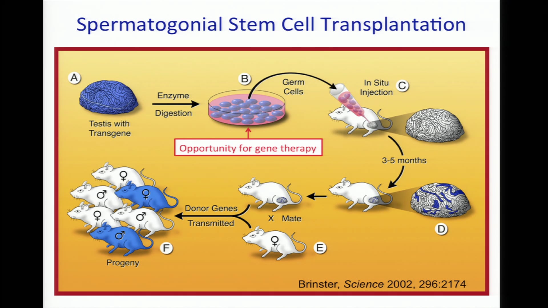 Applications of Gene Editing Technology: Human Germline Modification ...