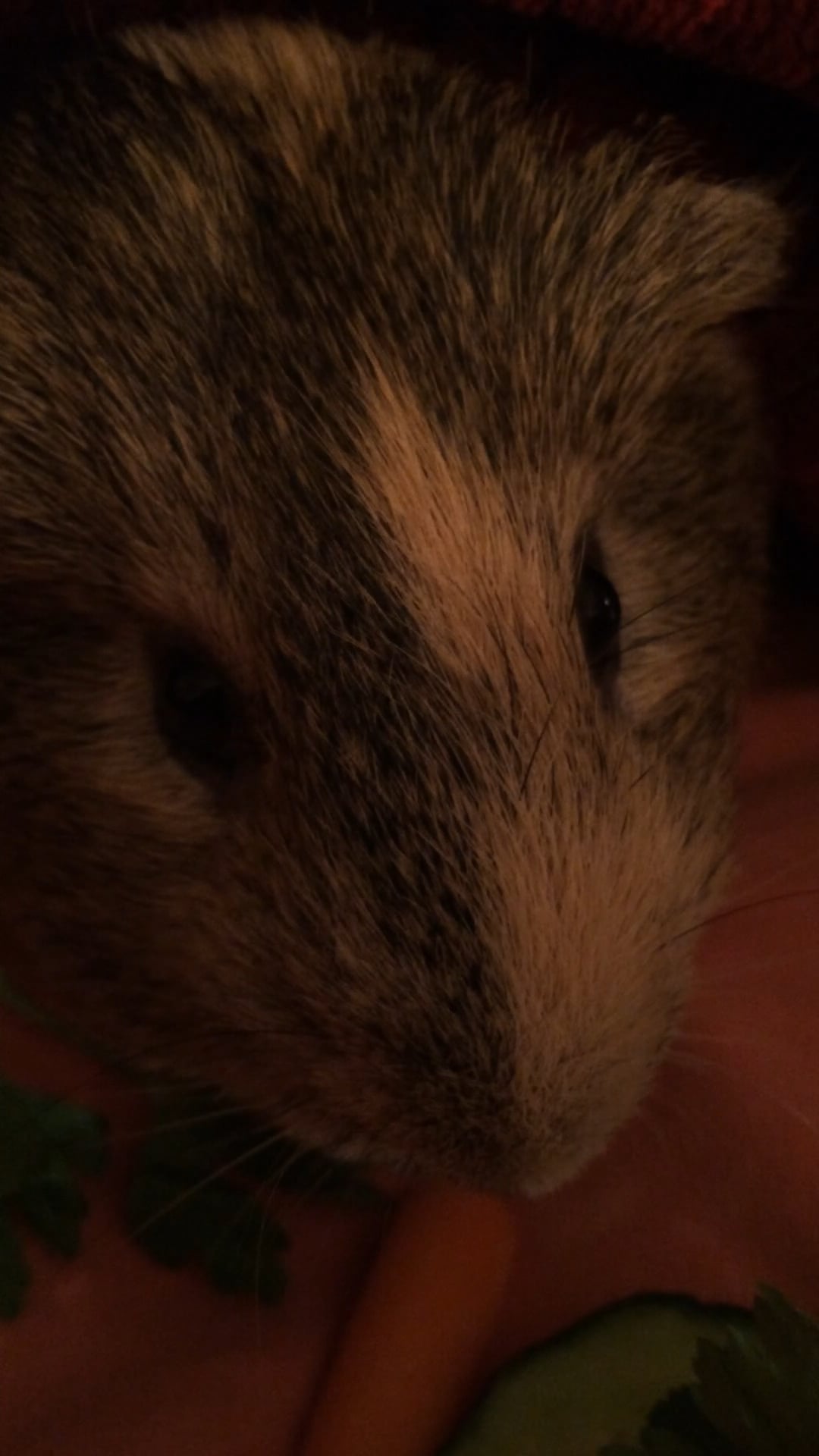 Chuck eating on Vimeo