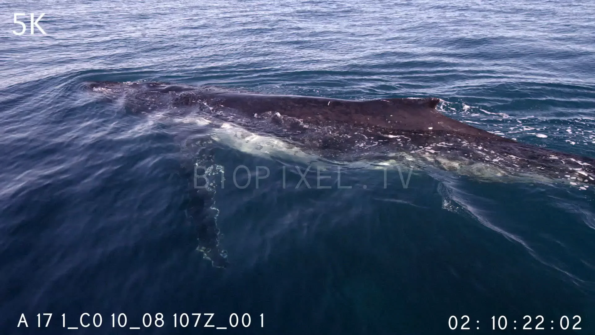 Whales Humpback Whale - Humpback whale on surface 5K 5 on Vimeo