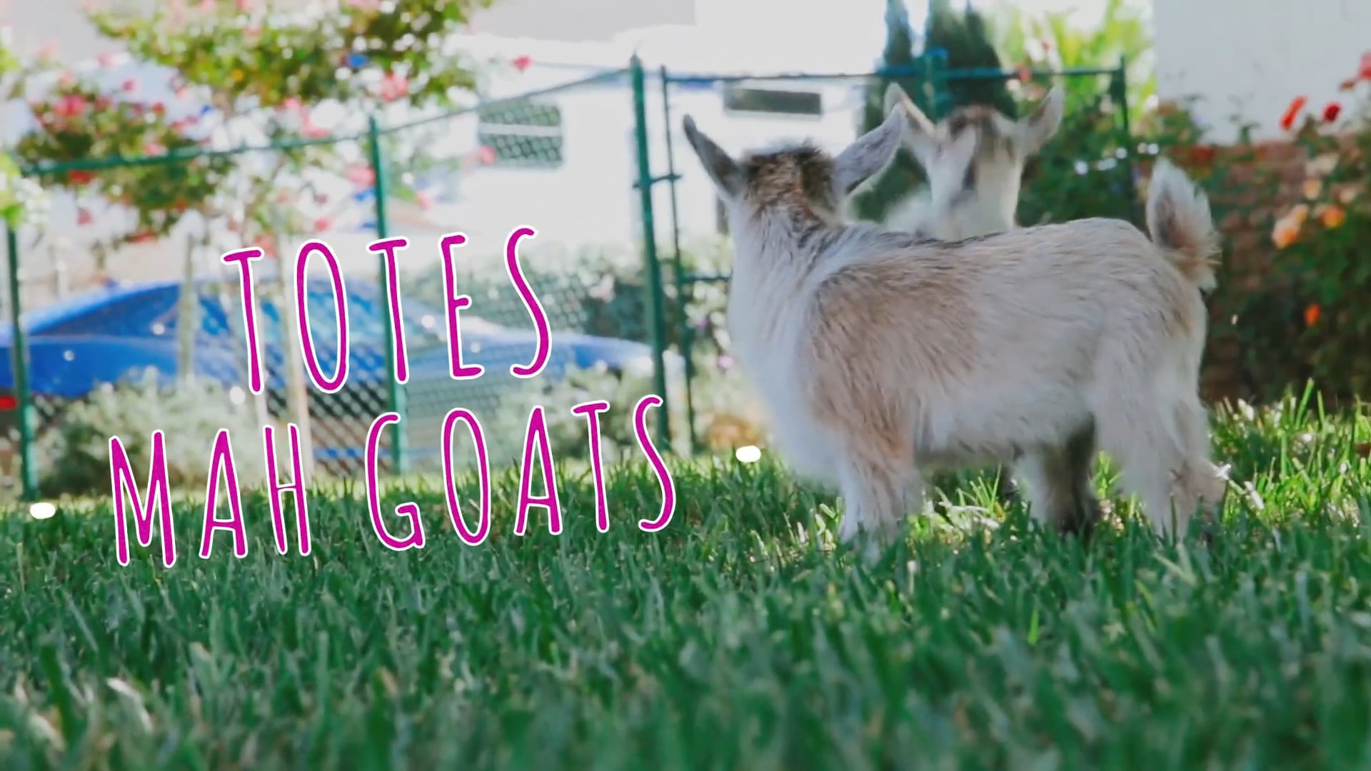 Totes Mah Goats - Alternative Title Animation on Vimeo