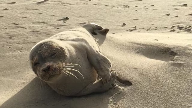 Seals Seal Sand - Free video on Pixabay