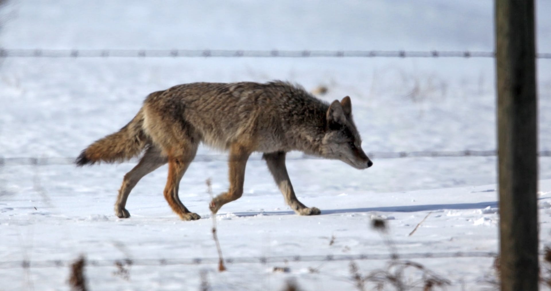 Keeping Coyotes from killing sheep in Alberta on Vimeo