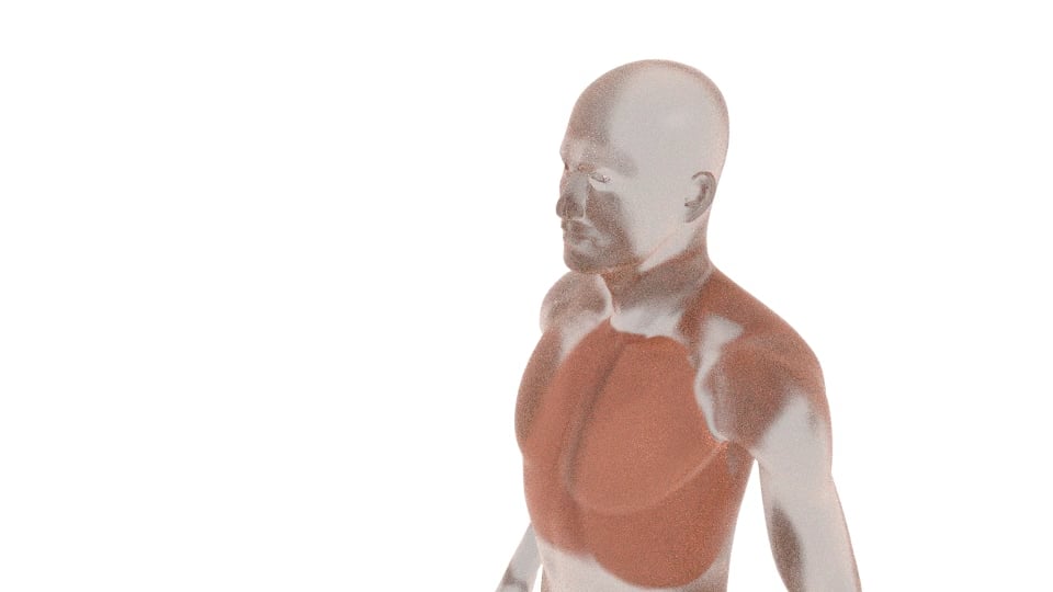 Alternative rendering of torso animation on Vimeo