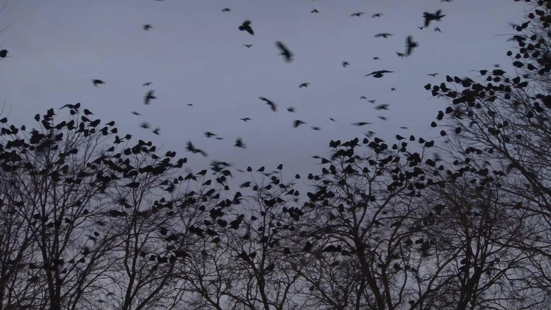 Murder of Crows - January 6, 2014 - MPLS, MN on Vimeo