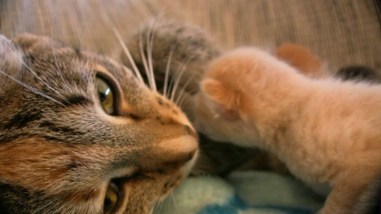Kittens on Vimeo