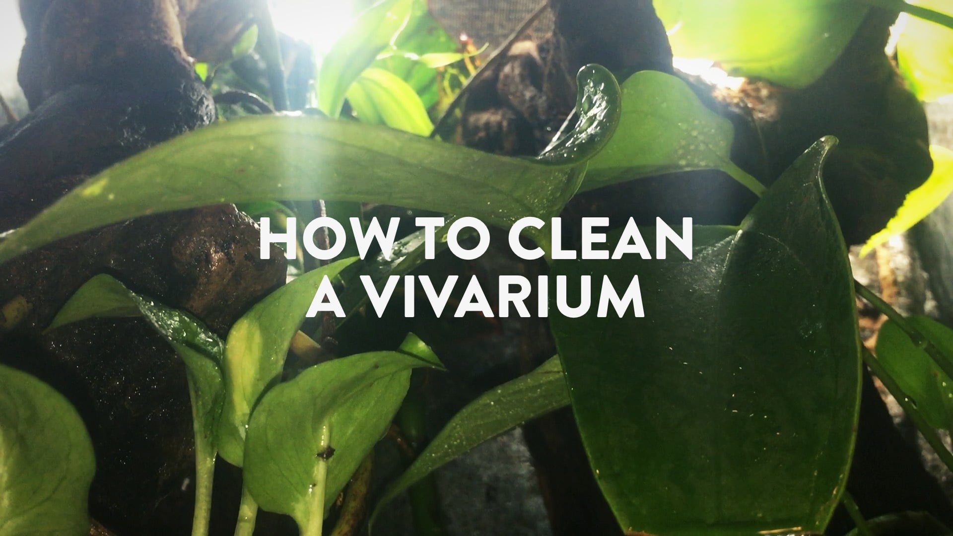 How To Clean A Vivarium on Vimeo