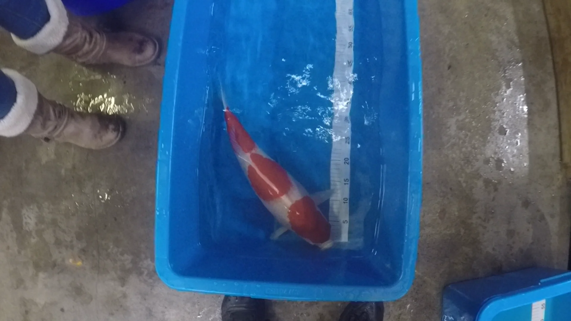 Okawa 3 step Kohaku on Vimeo