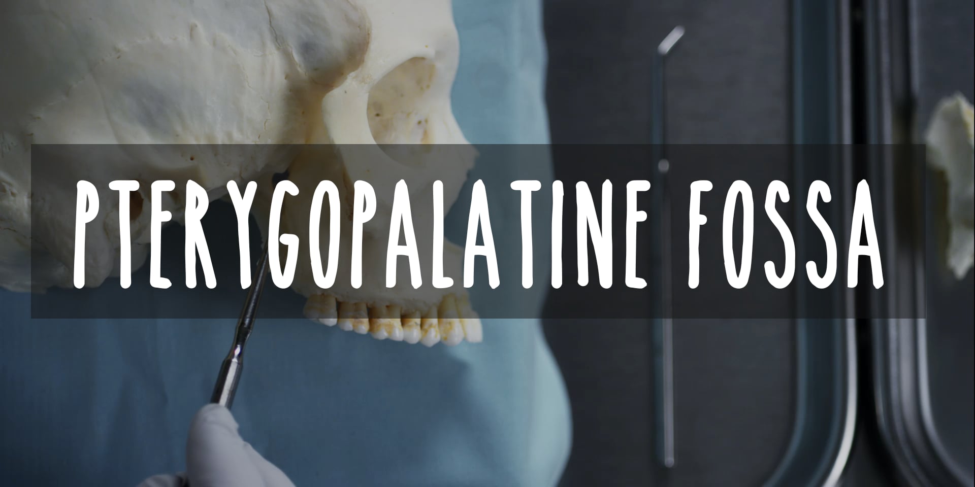 Neuroanatomy - UBC Neuroanatomy - Head & Neck - Pterygopalatine Fossa ...